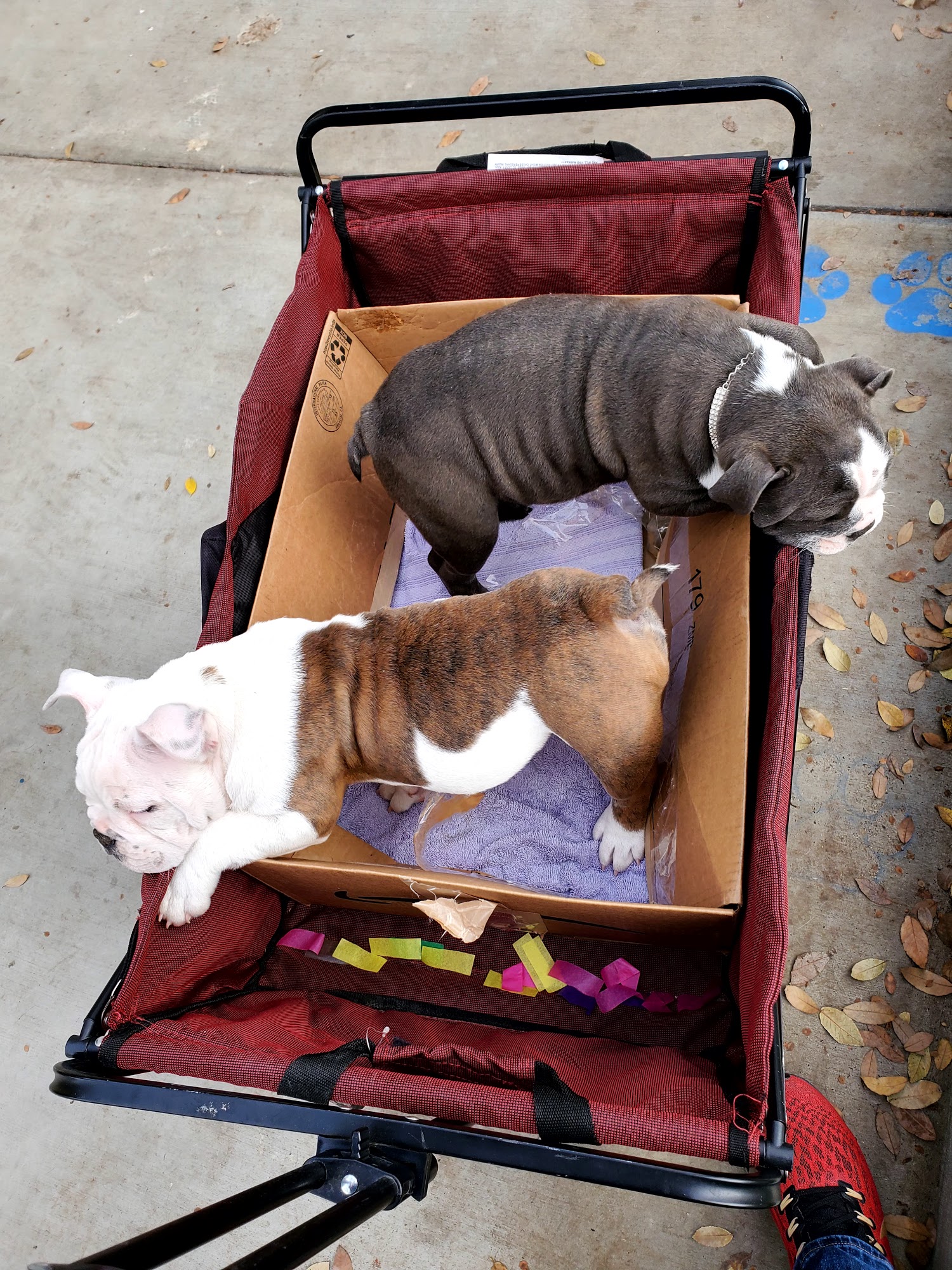 CRITTERS WITHOUT LITTERS - Bakersfield CA - Hours, Directions, Reviews ...