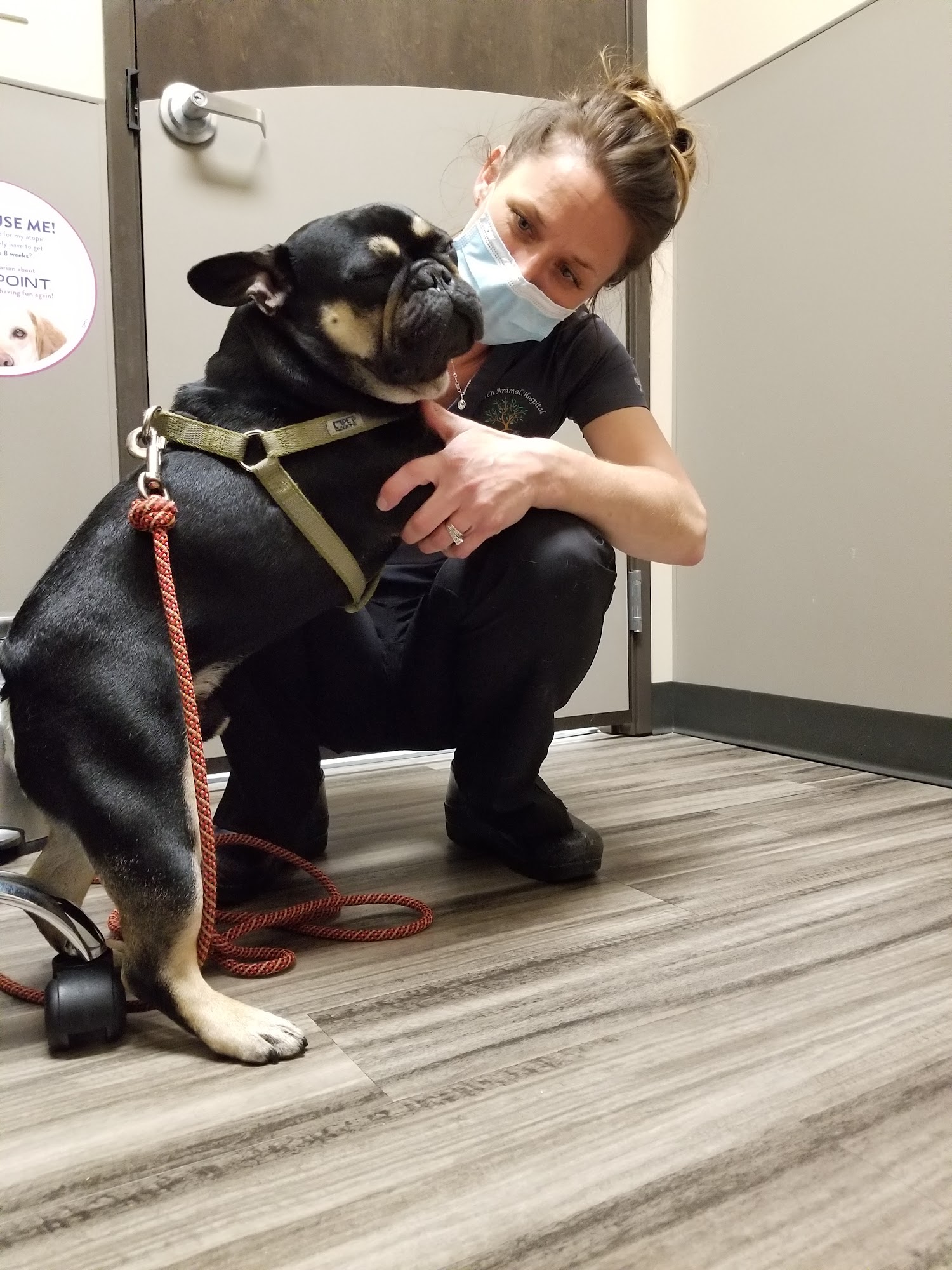 WOODHAVEN ANIMAL HOSPITAL - Woodhaven MI - Hours, Directions, Reviews ...