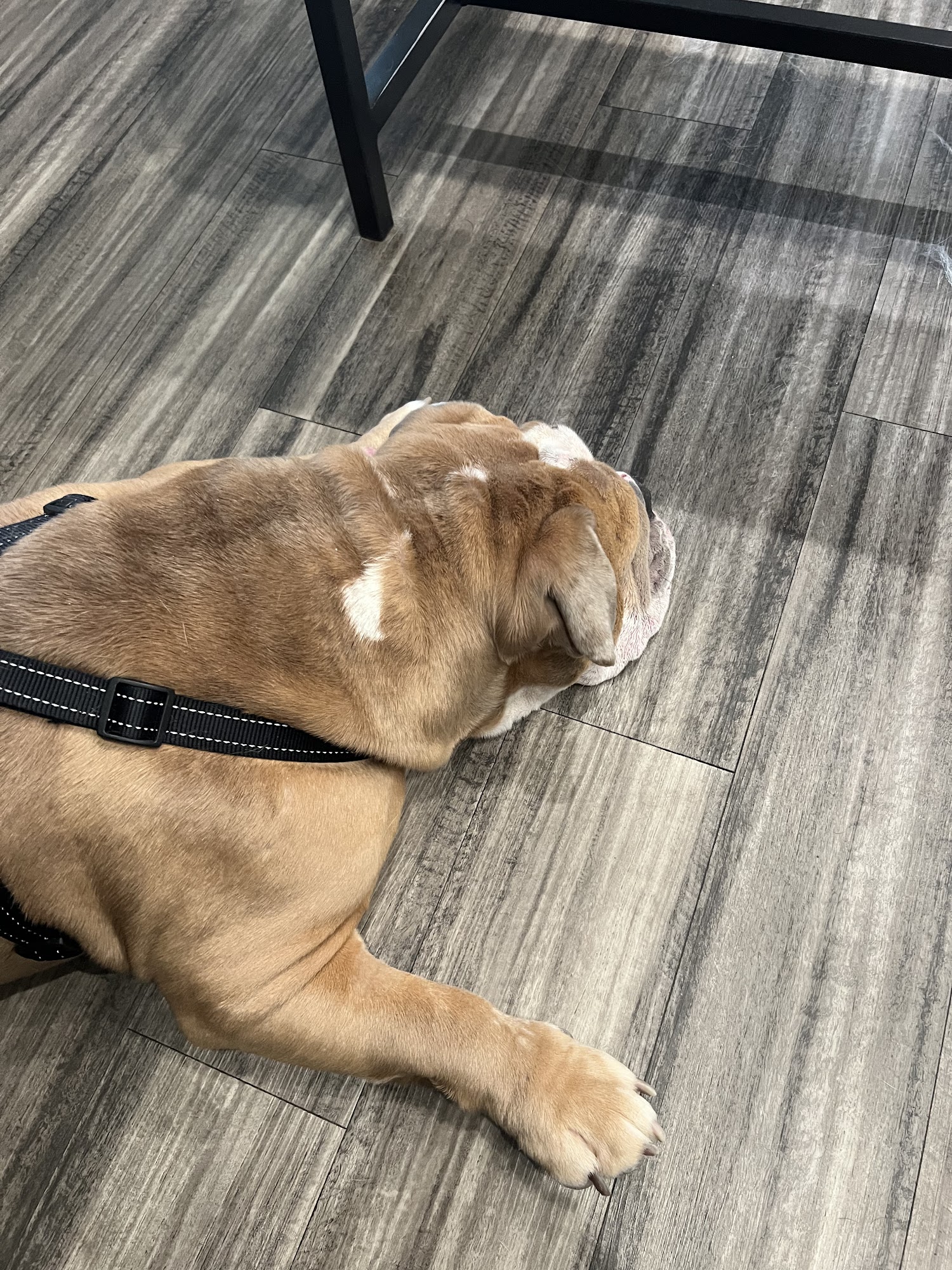 WOODHAVEN ANIMAL HOSPITAL - Woodhaven MI - Hours, Directions, Reviews ...