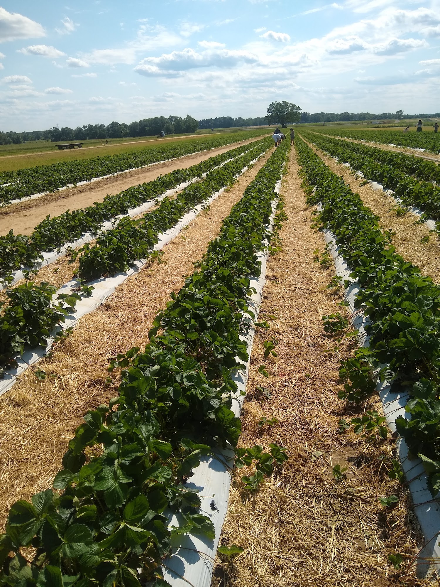 HALLOCK'S U-PICK FARM & GREENHOUSE LLC - New Egypt NJ - Hours ...