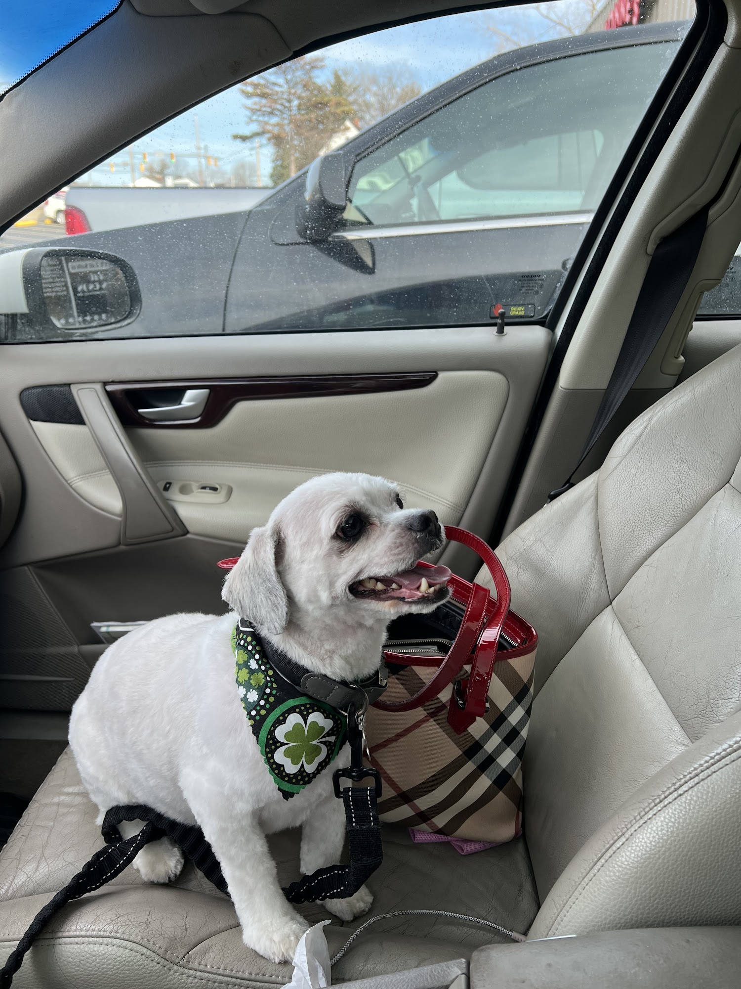 GROOMING BY ALEX - Parma OH - Hours, Directions, Reviews - Loc8NearMe