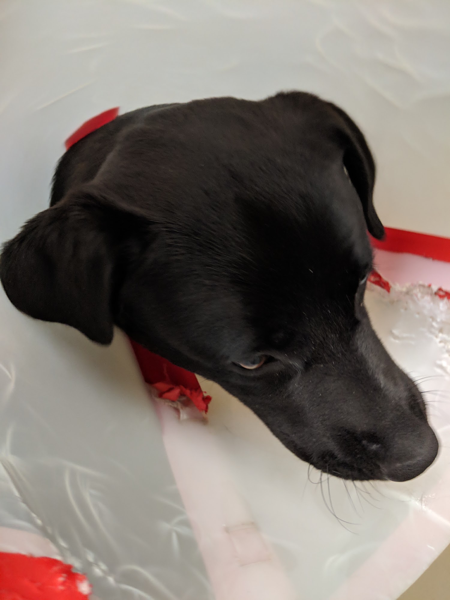 BUTLER COUNTY HUMANE SOCIETY - Renfrew PA - Hours, Directions, Reviews ...