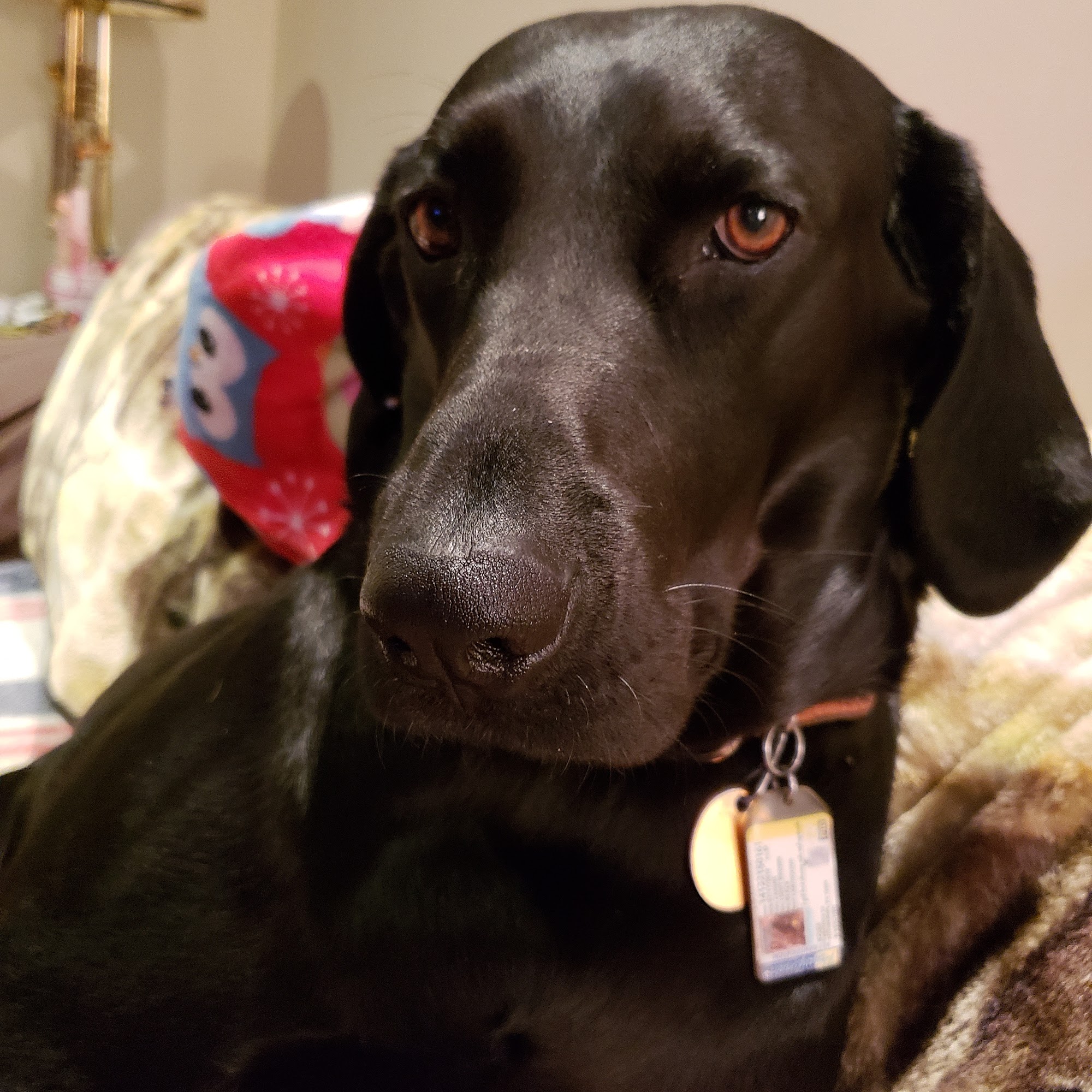 BUTLER COUNTY HUMANE SOCIETY - Renfrew PA - Hours, Directions, Reviews ...