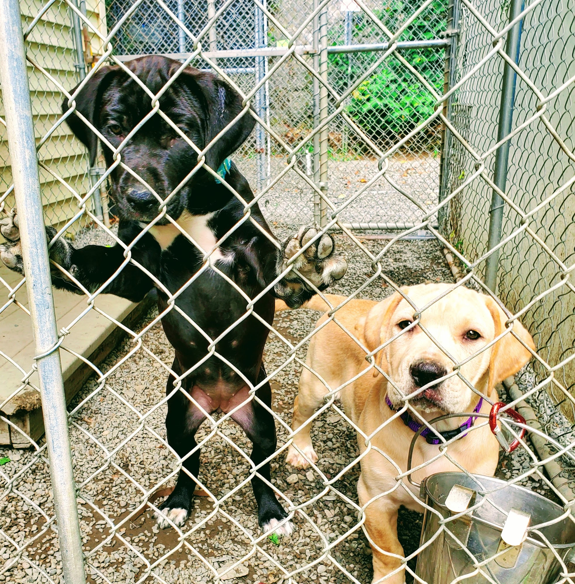 AWSOM ANIMAL SHELTER - Stroudsburg PA - Hours, Directions, Reviews ...